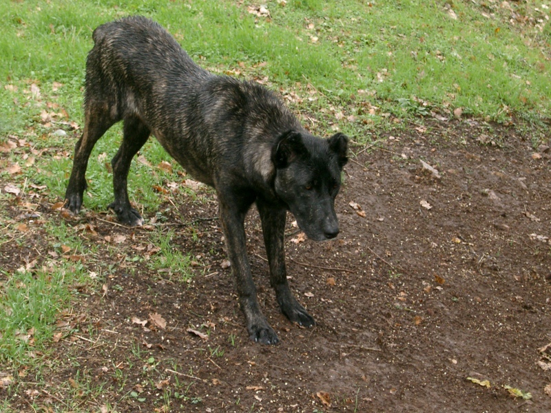 Dogo sardo: carattere, specificità e cose da sapere - Tuttogreen