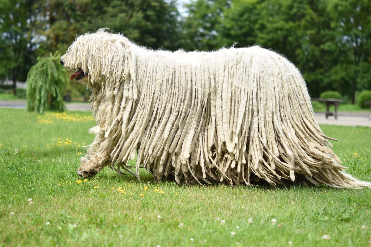 Komondor: aspetto, carattere ed educazione di questa razza di cani