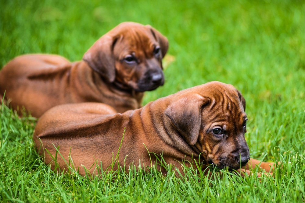Rhodesian Ridgeback, carattere, cure e allevamenti