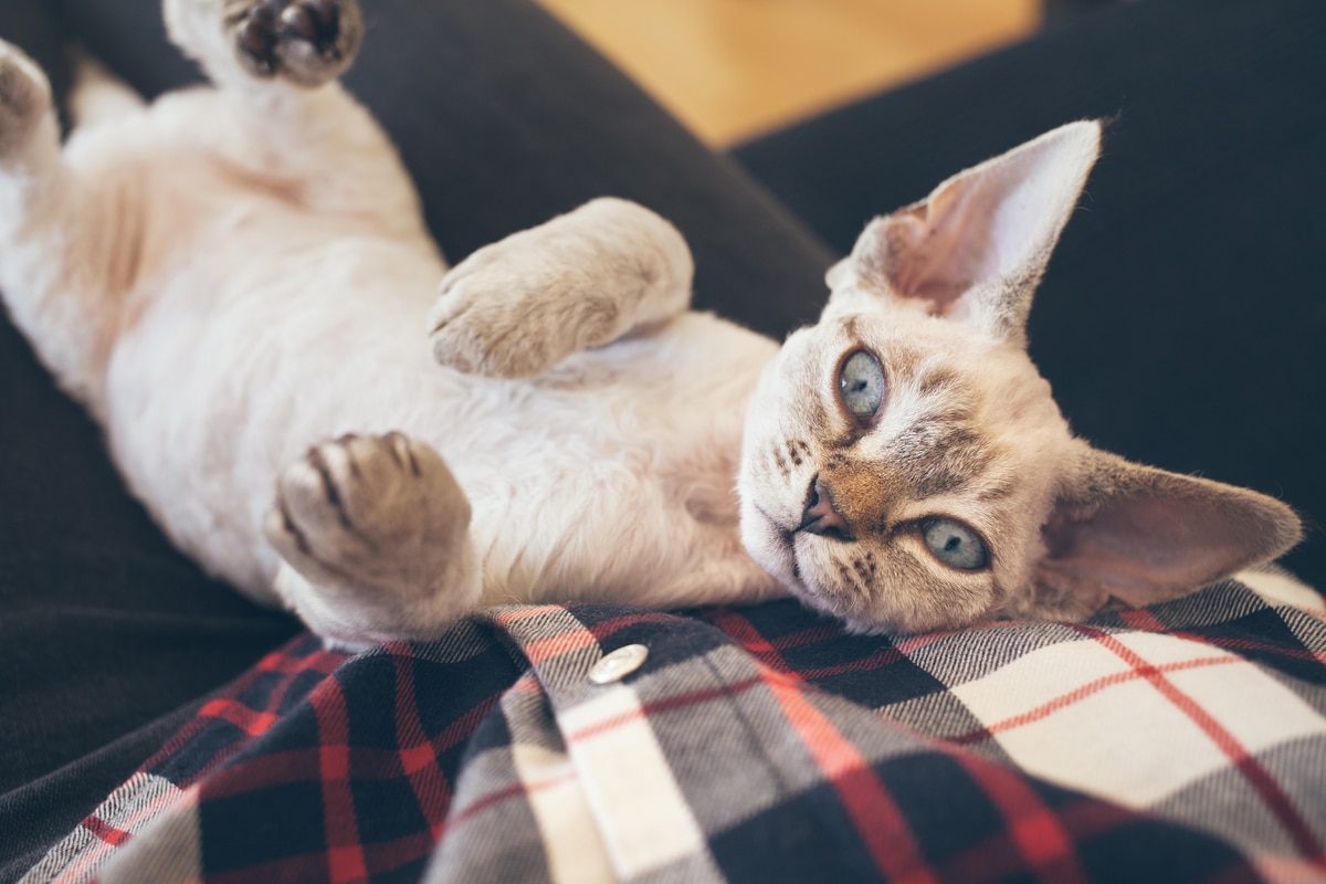 Gatto Devon Rex: carattere, educazione, cure necessarie e aspetto