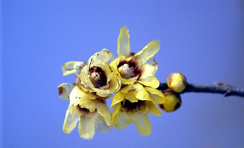 Calicantus: caratteristiche, coltivazione e cure - Tuttogreen