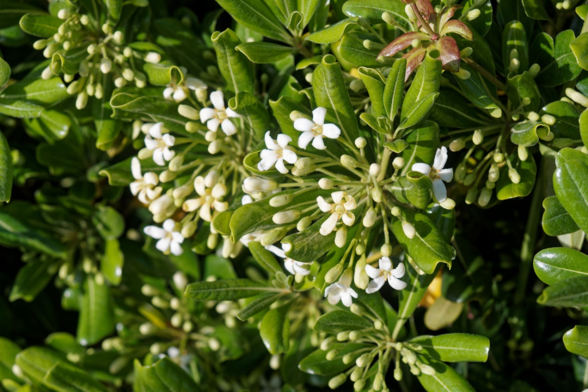 Pitosforo: cura e caratteristiche di una pianta resistente