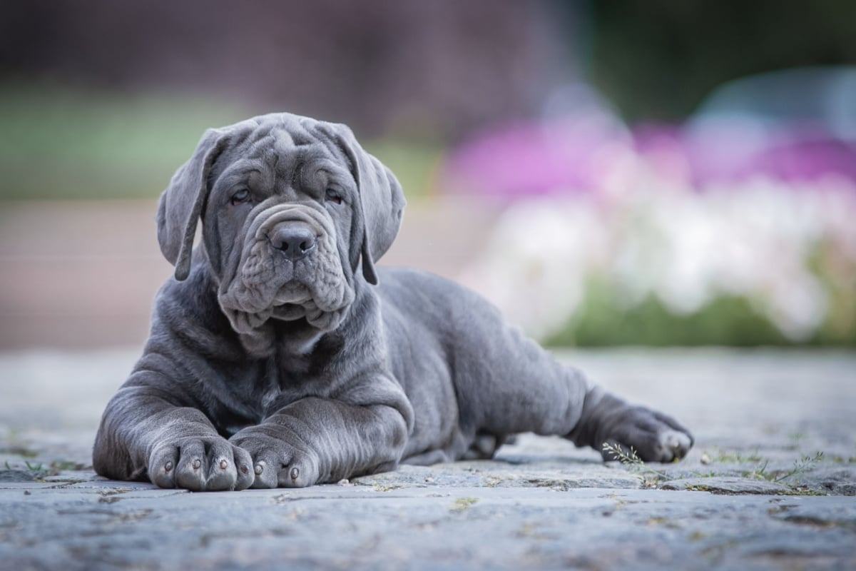 Mastino napoletano: tutto su questa storica razza di dimensioni imponenti