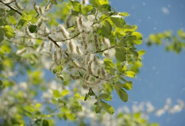 Pioppo, varietà e caratteristiche di un albero a crescita rapida