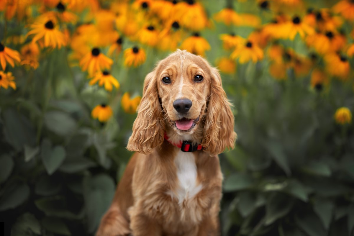 Il cocker spaniel inglese: carattere, aspetto ed addestramento