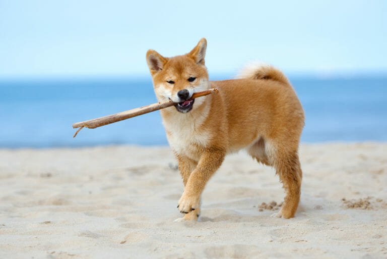 Shiba inu: carattere, aspetto, alimentazione cura e cuccioli