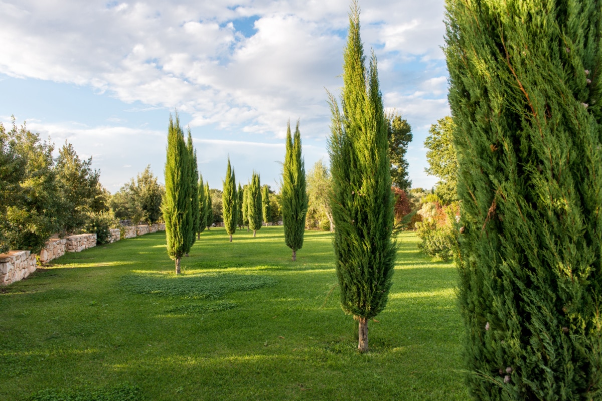 Alberi sempreverdi: quali sono e quali possiamo coltivare in giardino