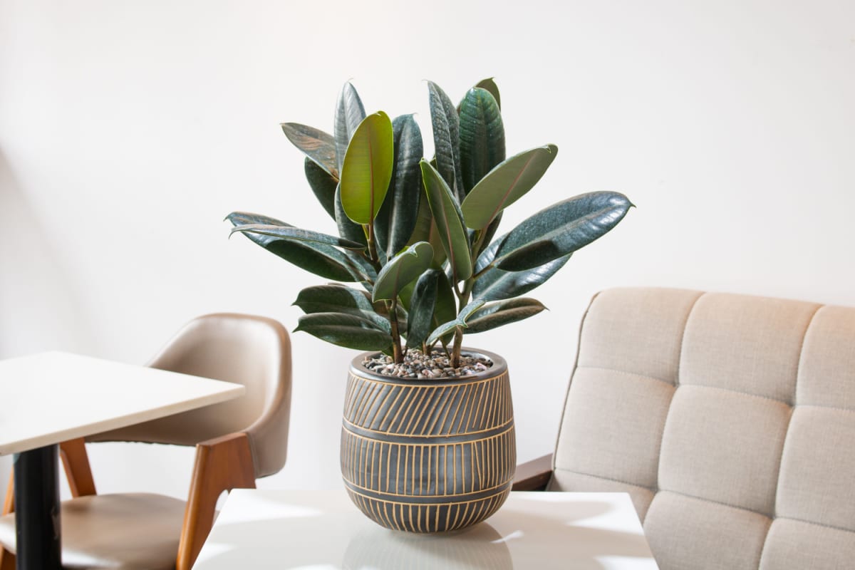 Ficus elastica o pianta della gomma: cura e coltivazione