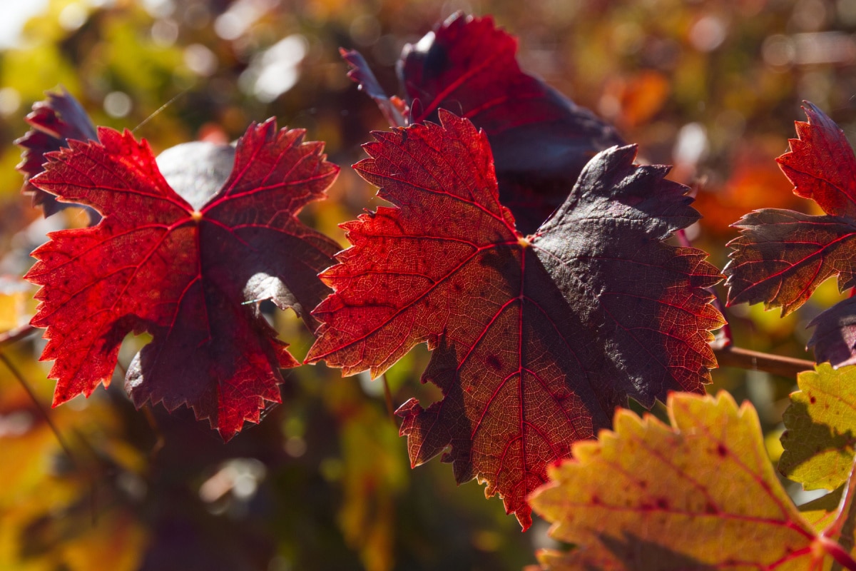 Proprietà della vite rossa: effetti curativi benefici