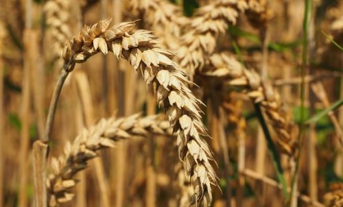 Frumento: che cos'è, quali sono i tipi di grano, proprietà e ...
