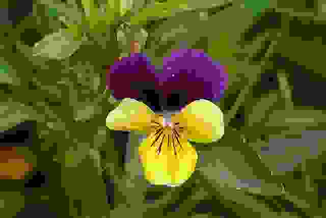 Viola: come coltivare questa pianta annuale rinomata per i suoi fiori