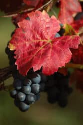 Proprietà della vite rossa: effetti curativi benefici