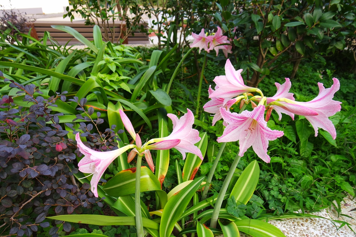 Amaryllis: cura, coltivazione e cose da sapere per la fioritura