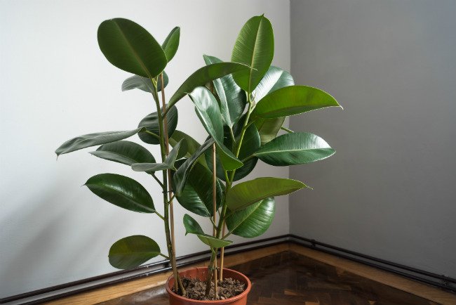 Ficus elastica o pianta della gomma: cura e coltivazione