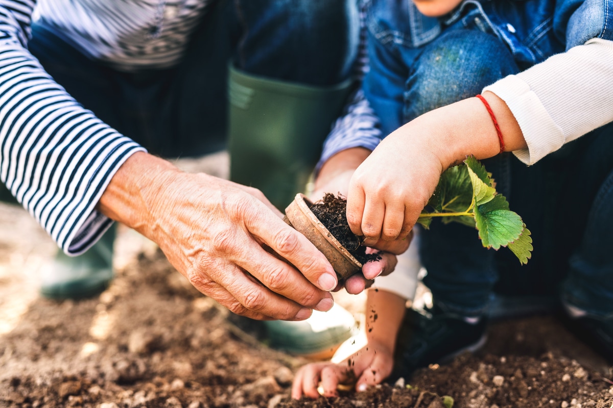 Piante da giardino: la guida pratica per scegliere le piante adatte