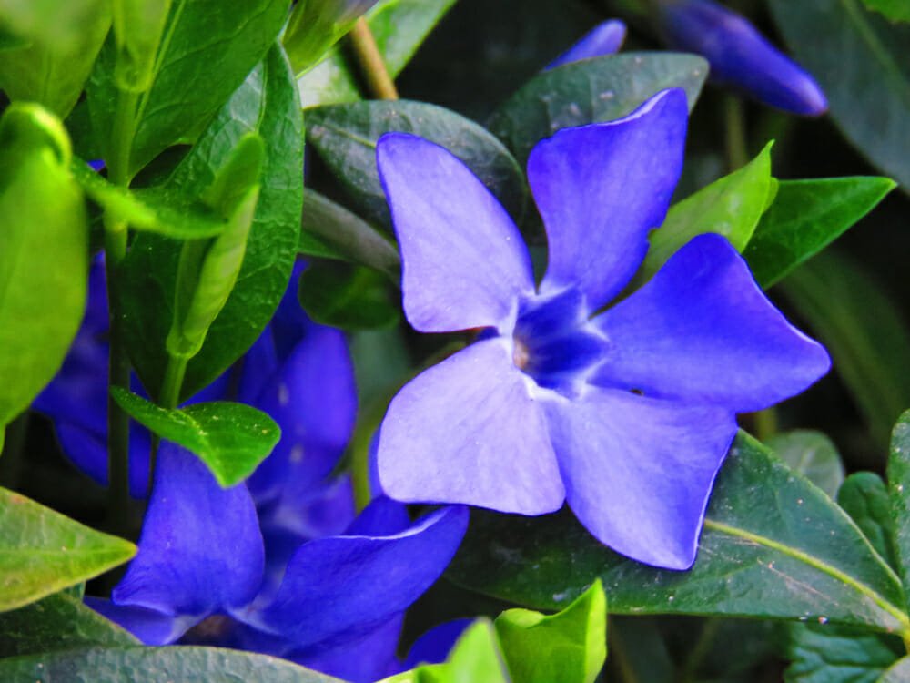 Pervinca: proprietà e benefici di questa piante e... come coltivarla!