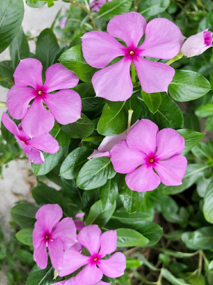 Pervinca: proprietà e benefici di questa piante e... come coltivarla!