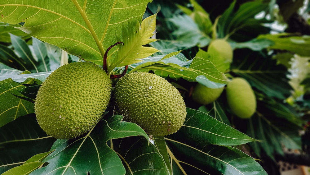 Albero del pane: origine e prospettive per combattere la fame nel mondo