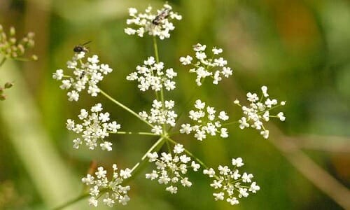 Pimpinella: l'erba rivitalizzante che rompe le pietre - Tuttogreen