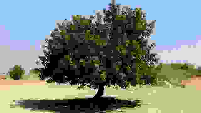 Carrubo: un superfood benefico che si usa in cucina e per la salute