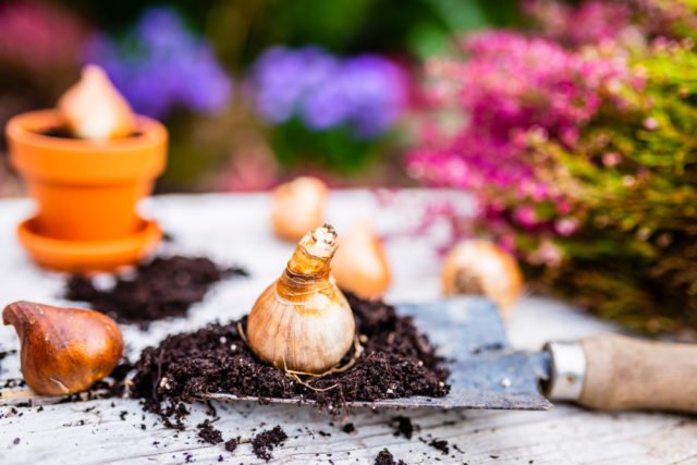 Come coltivare i bulbi: tipologie, cure e consigli pratici