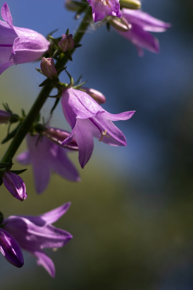 Raperonzolo: proprietà e utilizzi della Campanula rapunculus