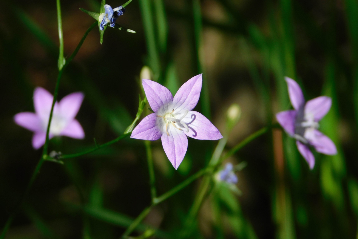 Raperonzolo: proprietà e utilizzi della Campanula rapunculus