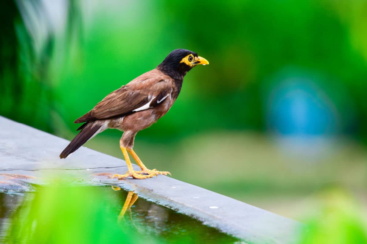 Merlo indiano: aspetto, carattere e condizioni di vita della gracula