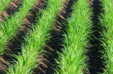 Zigolo: proprietà e caratteristiche di un super-food quasi sconosciuto ...