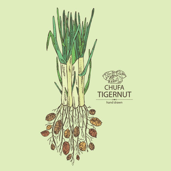 Zigolo: proprietà e caratteristiche di un super-food quasi sconosciuto