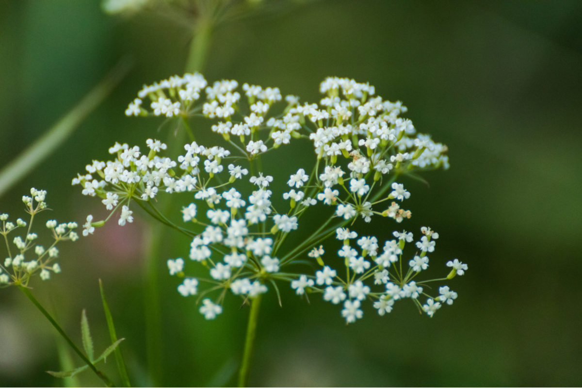 Pimpinella: l'erba rivitalizzante che rompe le pietre