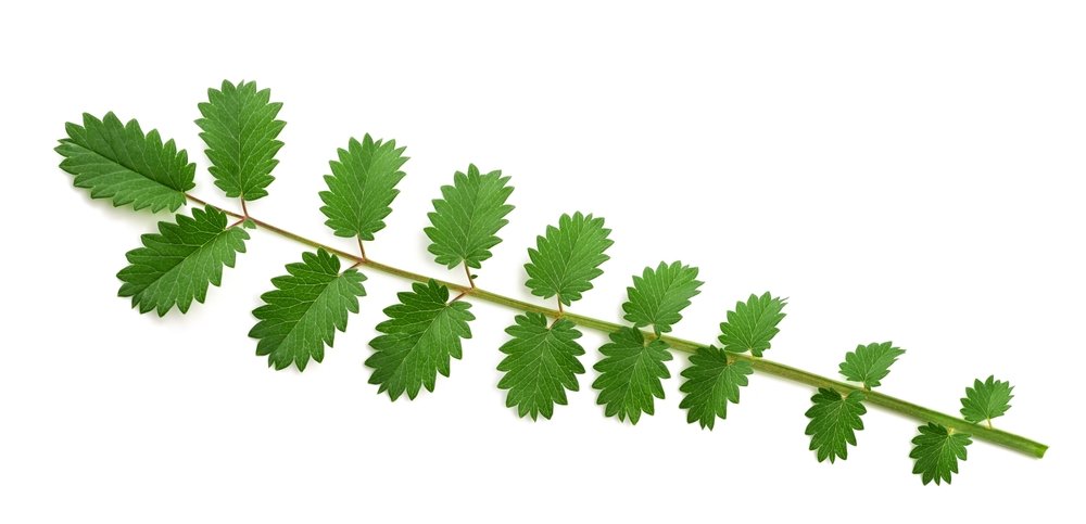 Pimpinella: l'erba rivitalizzante che rompe le pietre