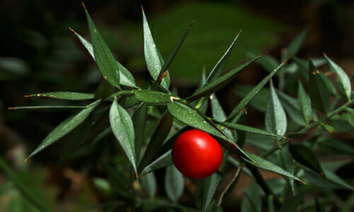 Rusco, la pianta amica delle gambe e dell circolazione venosa - Tuttogreen