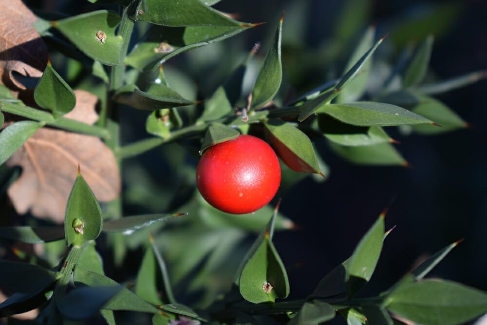 Rusco, la pianta amica delle gambe e della circolazione venosa