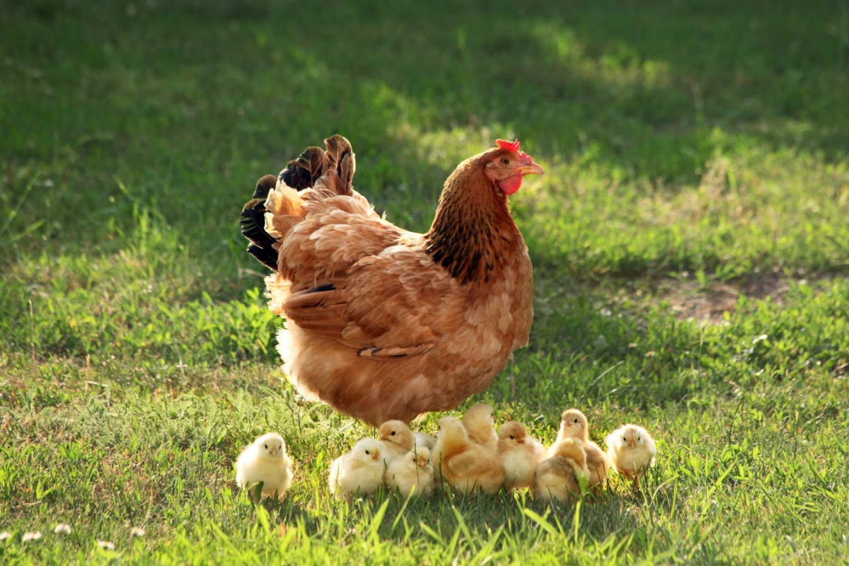 Gallina: caratteristiche, razze, allevamento e aspetto
