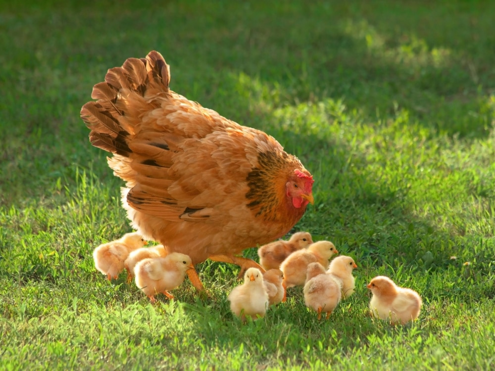 Gallina: caratteristiche, razze, allevamento e aspetto