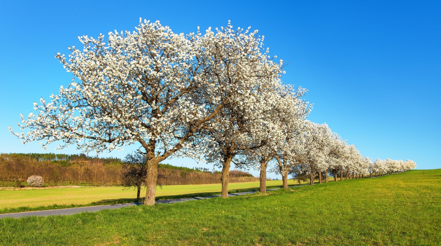 Ciliegio: un albero facile da curare dai frutti dolcissimi e fiori ...