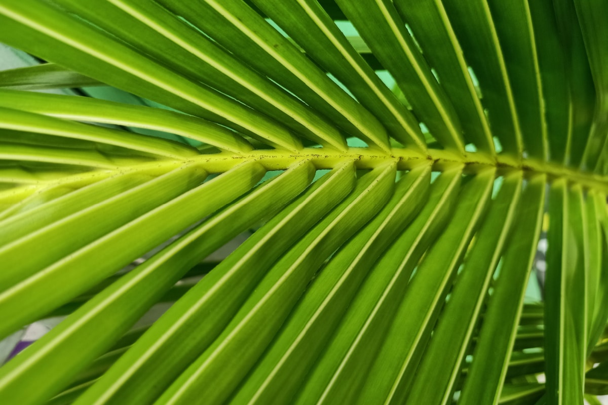 Kenzia o Kentia: i segreti di questa pianta da appartamento