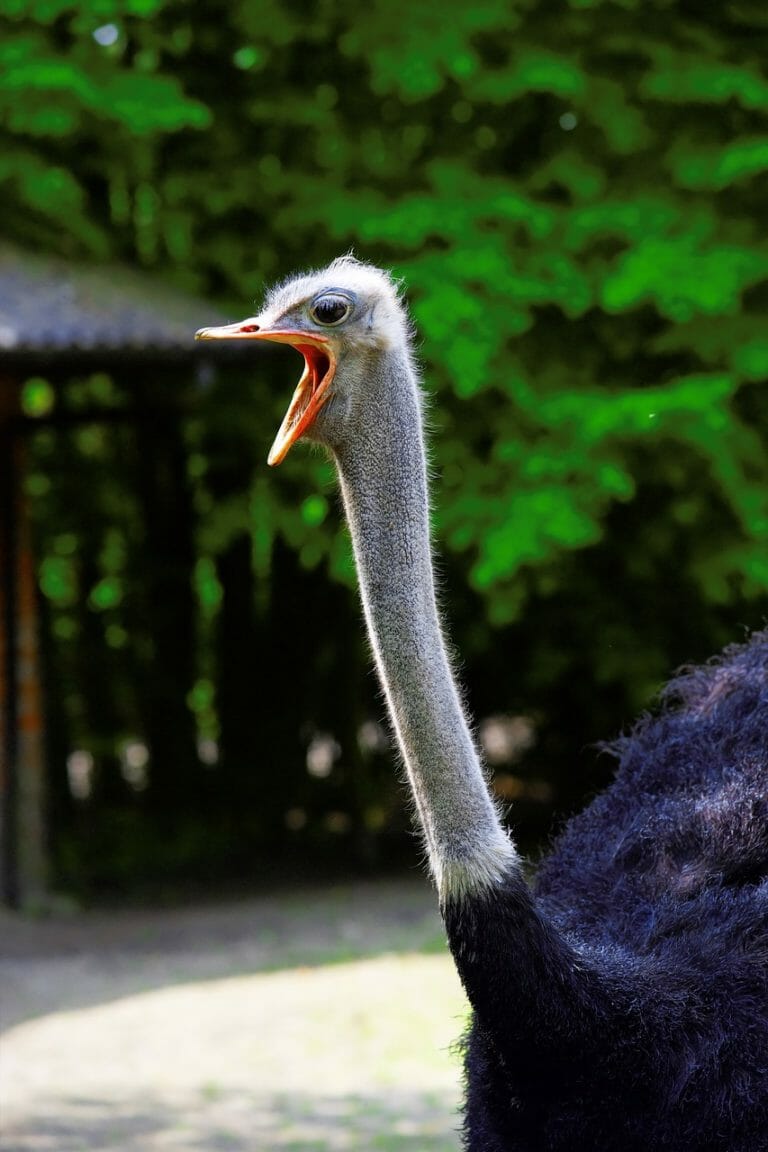 Struzzo: un animale dalle abitudini bizzarre e caratteristiche da record