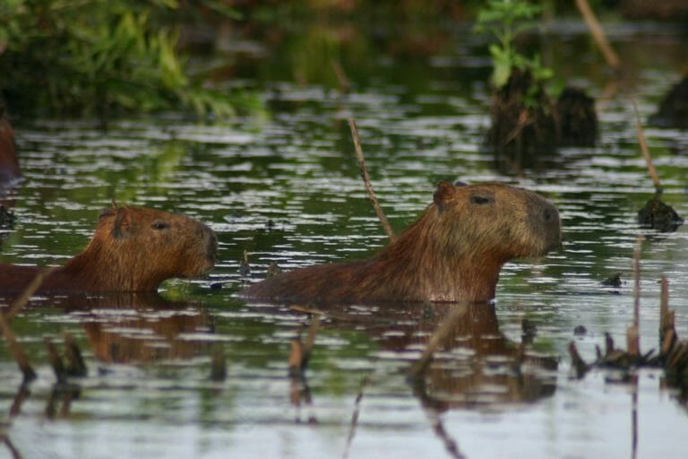 Capibara: i segreti di questo roditore dal Sud America