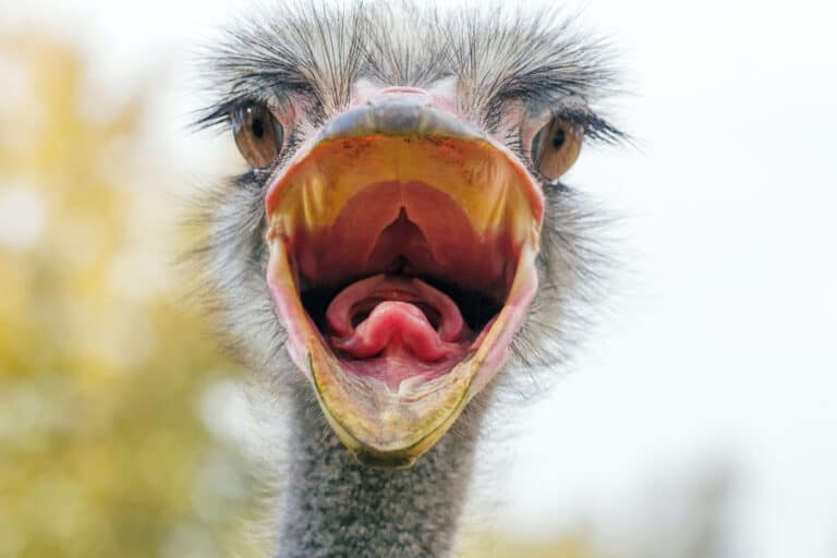 Struzzo: un animale dalle abitudini bizzarre e caratteristiche da record