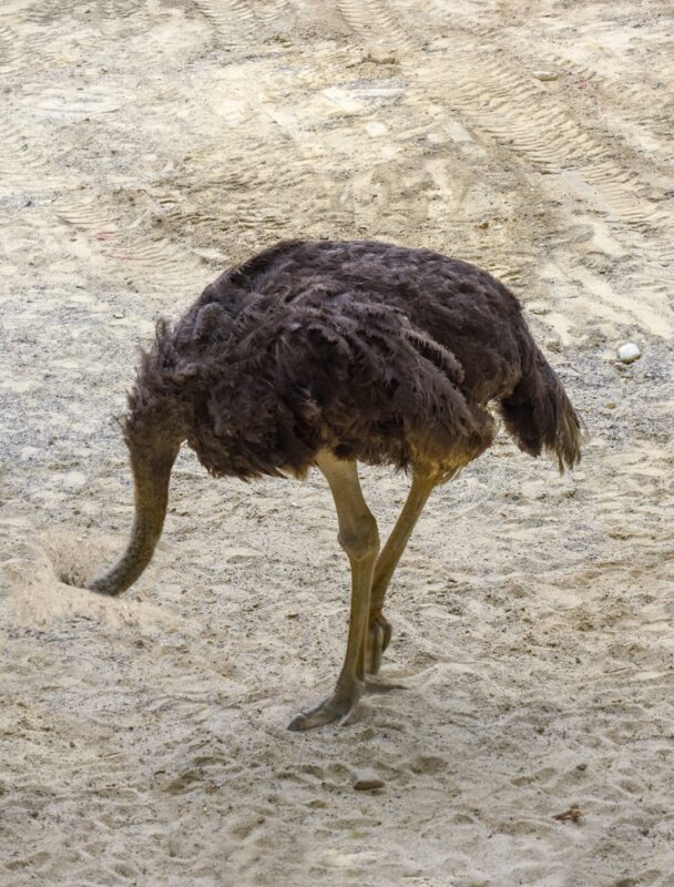 Struzzo: un animale dalle abitudini bizzarre e caratteristiche da record