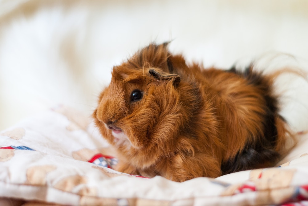 Cavia peruviana: aspetto e cura di questo roditore a pelo lungo