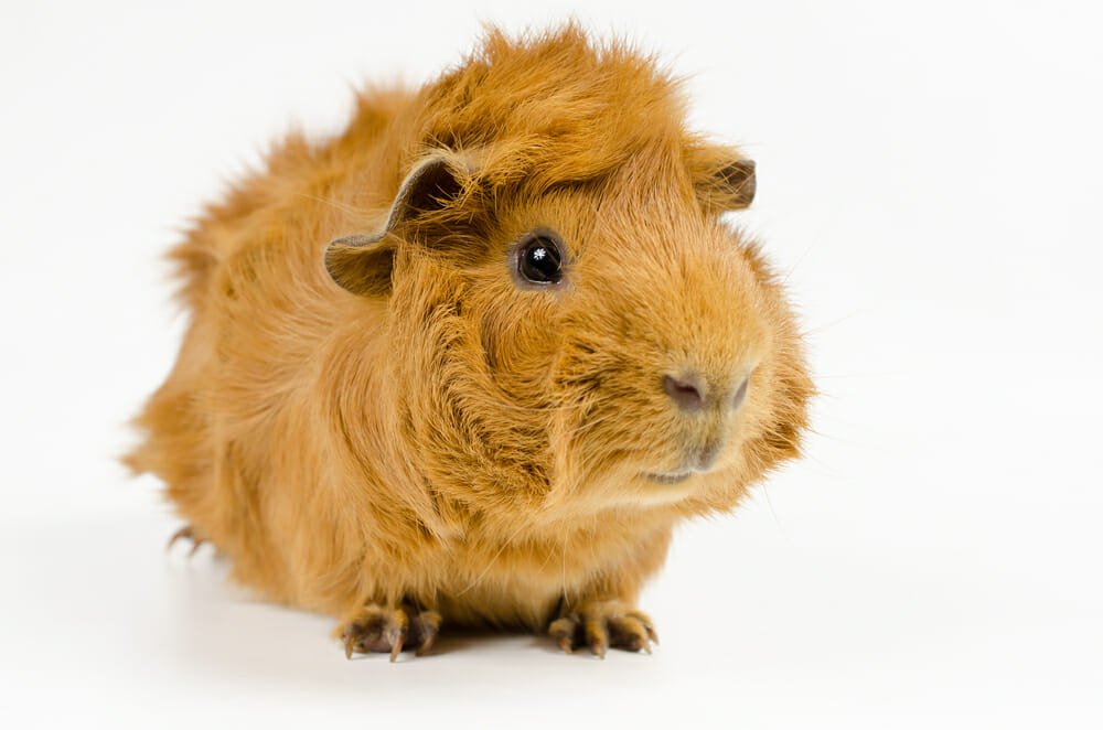 Cavia peruviana: aspetto e cura di questo roditore a pelo lungo