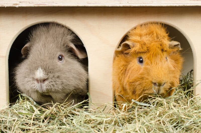 Cavia peruviana: aspetto e cura di questo roditore a pelo lungo