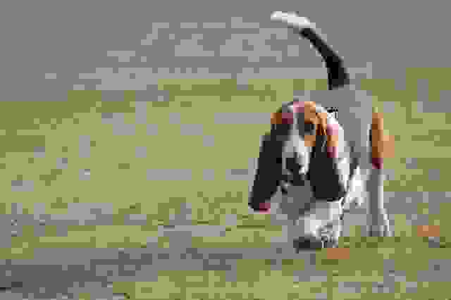 Cani da compagnia: razze, caratteristiche, educazione