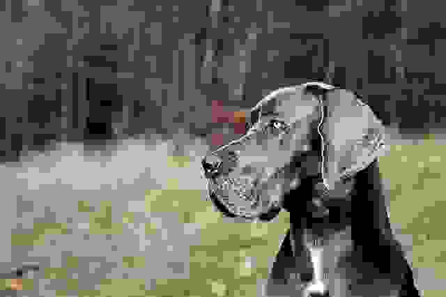 Cani da compagnia: razze, caratteristiche, educazione