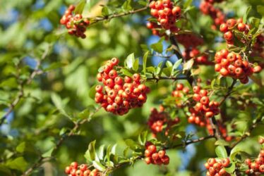 Sorbo: varietà, frutti e coltivazione dell'albero da frutto dimenticato