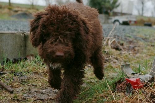 Cani da compagnia: razze, caratteristiche, educazione