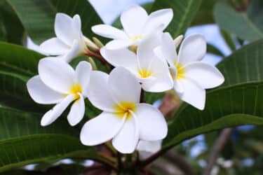 Pomelia: caratteristiche e coltivazione della plumeria o frangipane